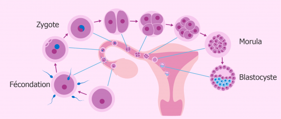 Nidation ou règles? - Symptômes de l'implantation réussie de l'embryon