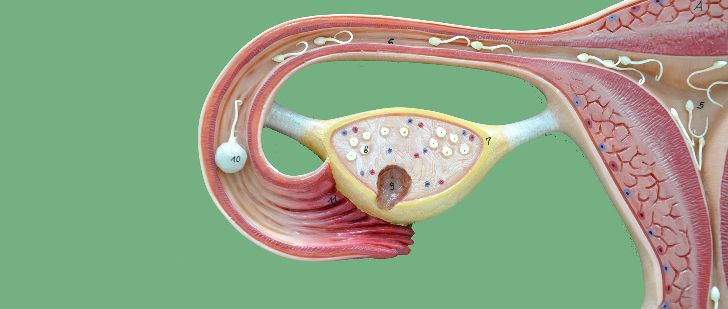 Anatomie Des Trompes De Fallope