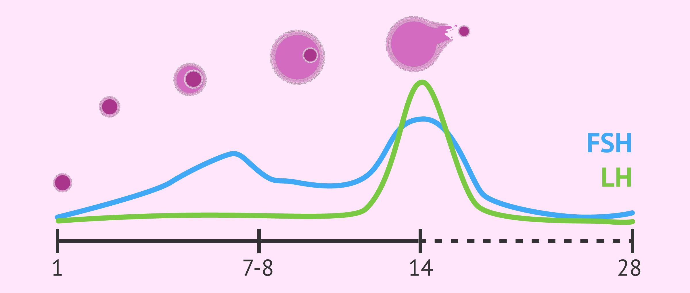 Biologie Menopause Fsh Lh At Phyllis Mosier Blog