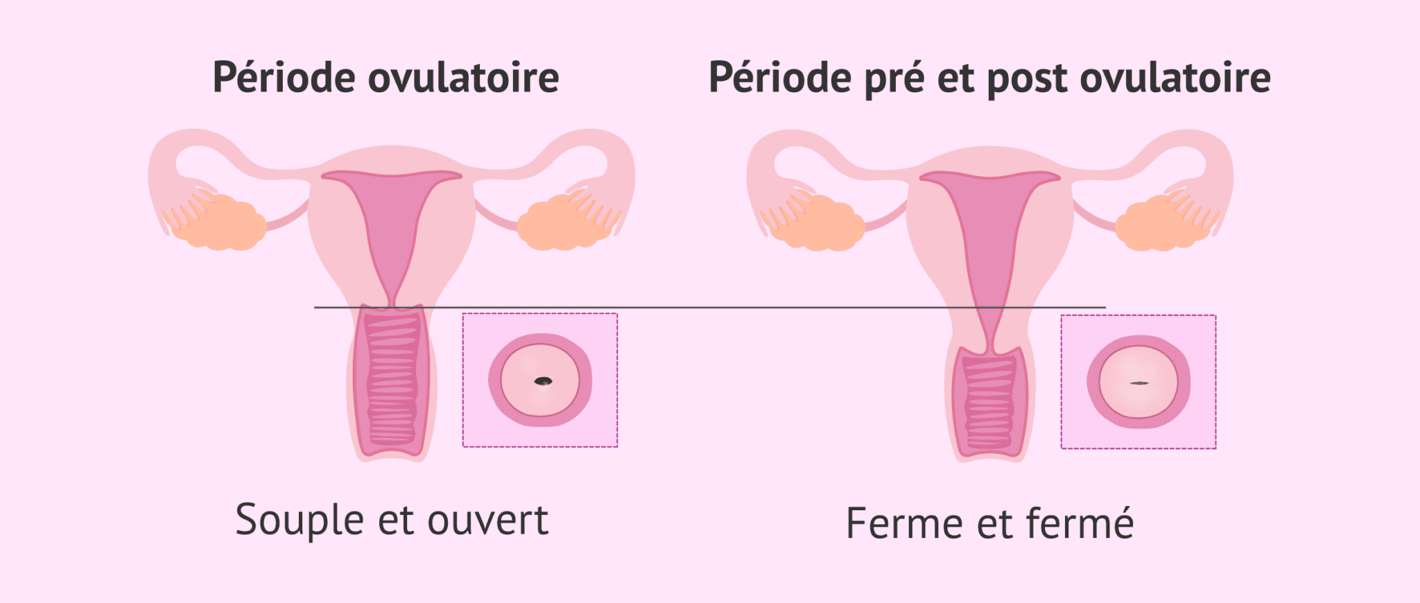 Changements du col de l’utérus au cours du cycle menstruel