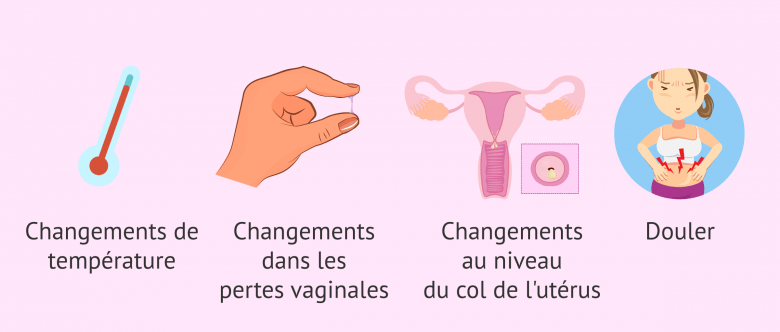 Quels sont les symptômes pouvant indiquer une ovulation