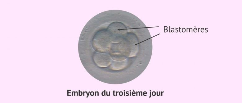 Qu'est-ce que le blastomère