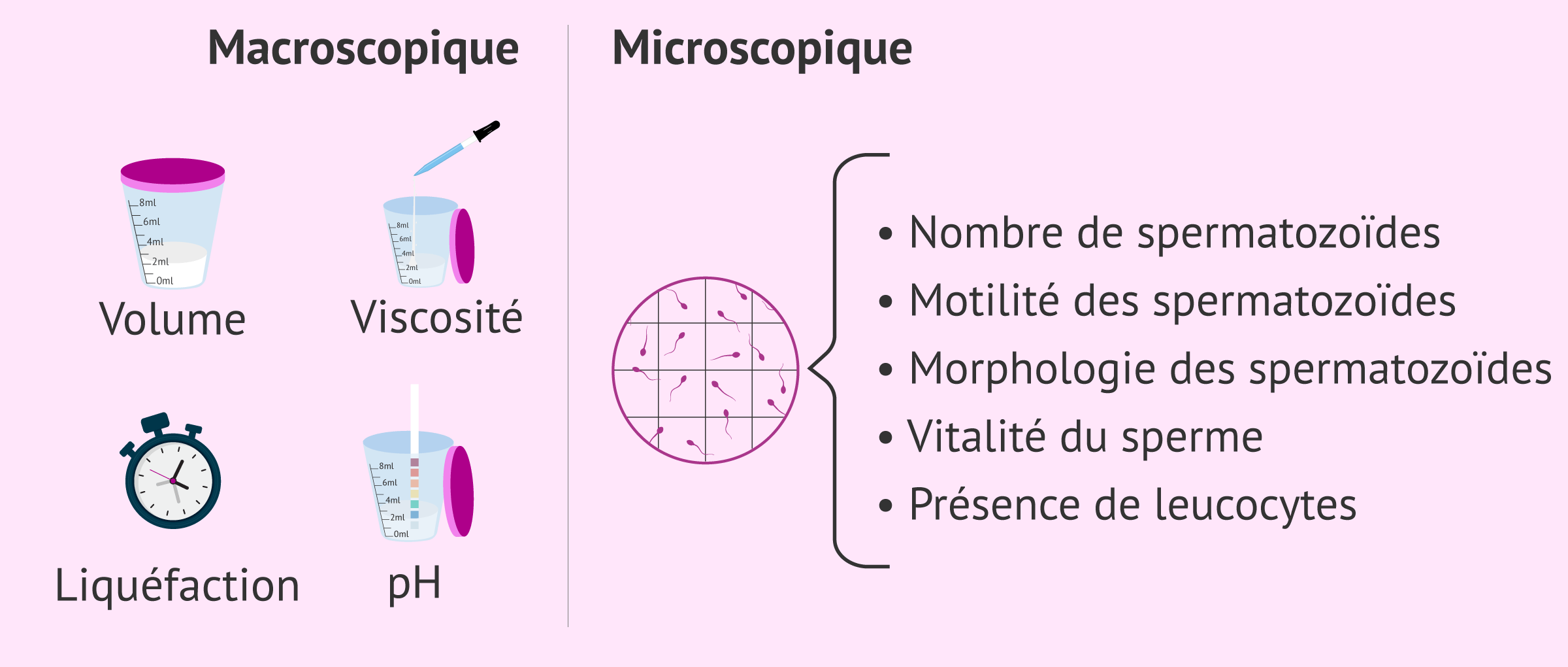 Séménogramme de base avec paramètres macroscopiques et microscopiques